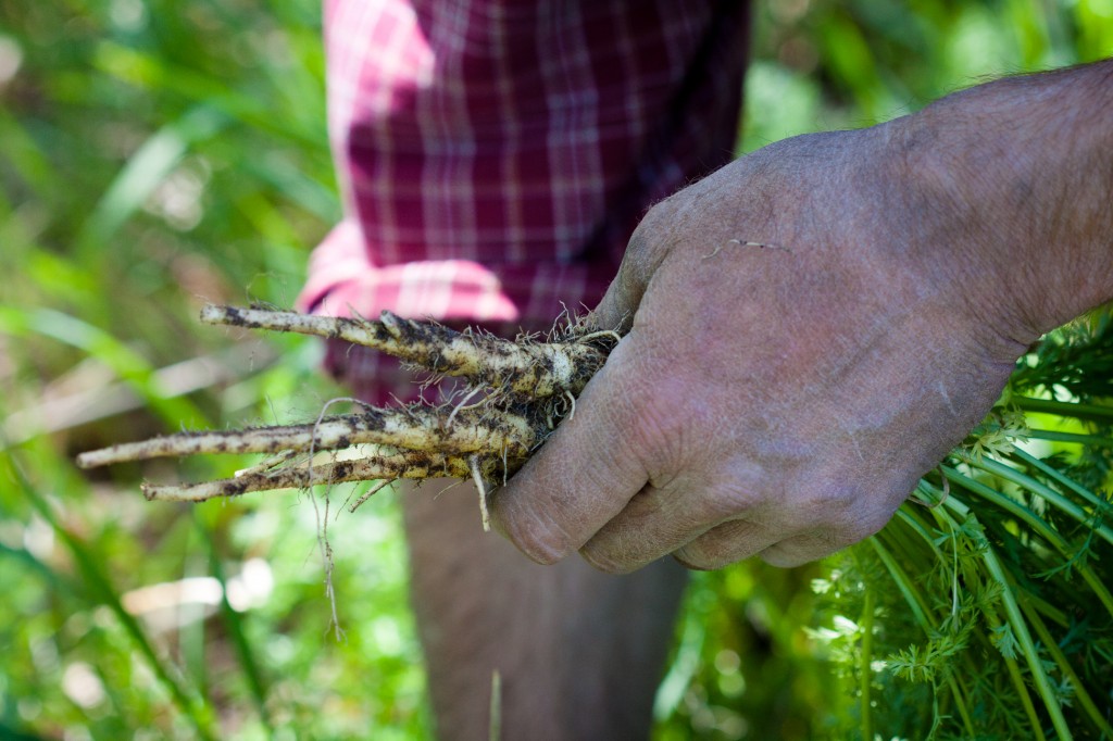 May 12 Wild Edible Adventure – Prairie Shore Botanicals – Laura Reeves