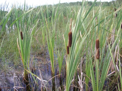 Cattails – Prairie Shore Botanicals – Laura Reeves