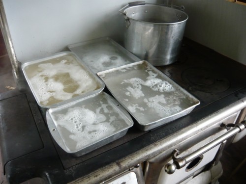 Manitoba maple syrup … on tap! – Prairie Shore Botanicals – Laura Reeves