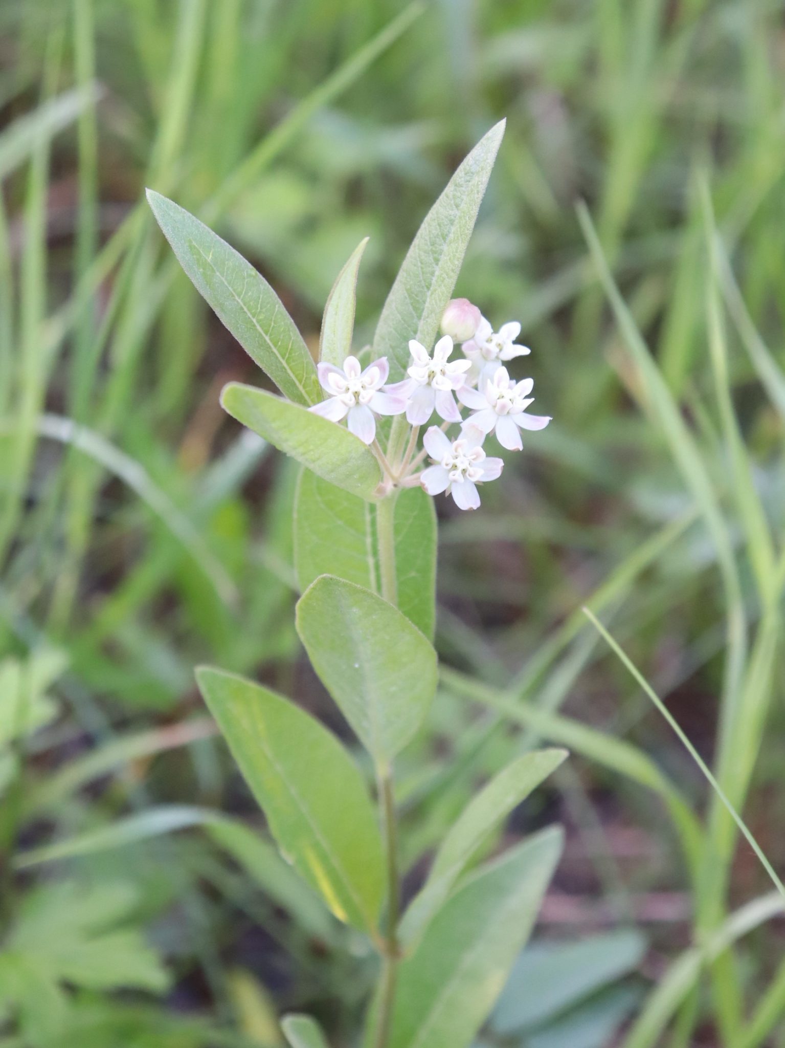 Dwarf Milkweed – Prairie Shore Botanicals – Laura Reeves